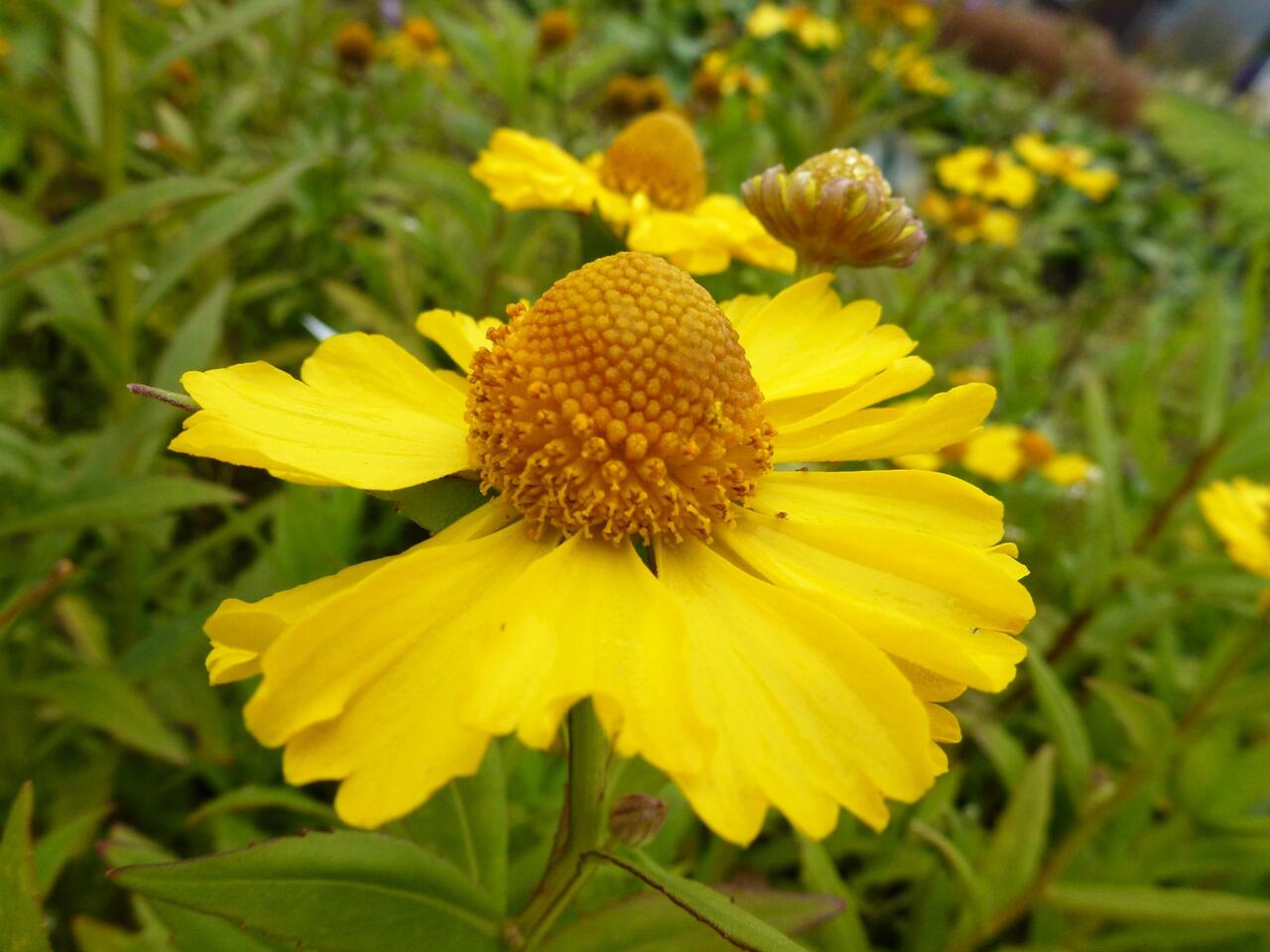 Záplevák podzimní 'Helena Yellow' - Helenium autumnale 'Helena Yellow ...