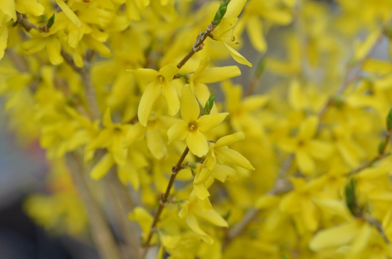 Zlatice nejzelenější 'Bronxensis' - Forsythia viridissima 'Bronxensis ...
