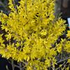 Zlatice nejzelenější 'Bronxensis' - Forsythia viridissima 'Bronxensis ...