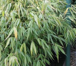 Bambusy | Zahradnictví FLOS