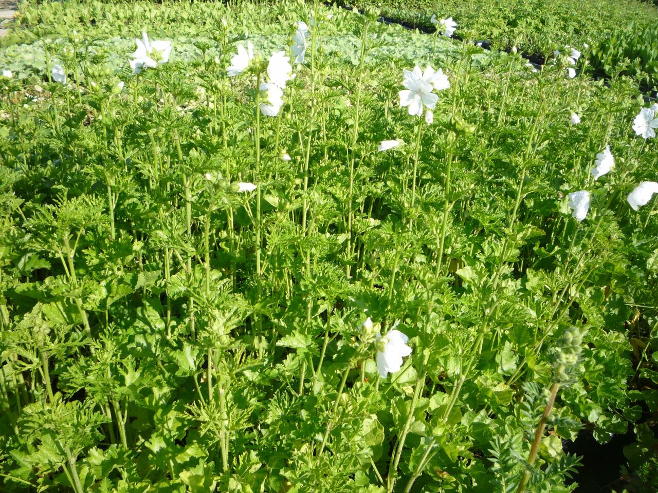 Sléz pižmový 'Alba' - Malva moschata 'Alba' | Zahradnictví FLOS