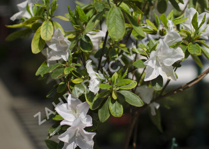 Azalka japonská 'Treasure' - Azalea japonica 'Treasure' | Zahradnictví FLOS