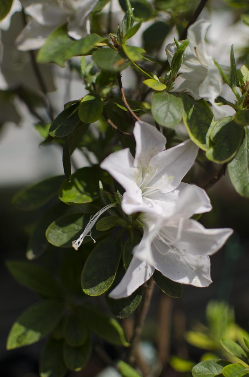 Azalka japonská 'Treasure' - Azalea japonica 'Treasure' | Zahradnictví FLOS
