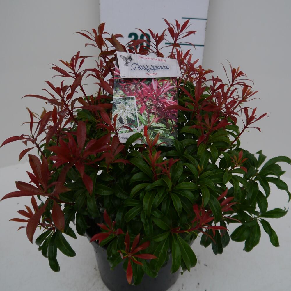 Pieris japonský 'Red Mill' - Pieris japonica 'Red Mill' | Zahradnictví FLOS