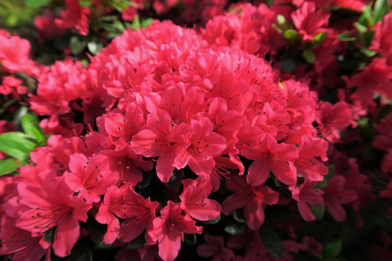 Azalka japonská 'Geisha Red' - Azalea japonica 'Geisha Red ...