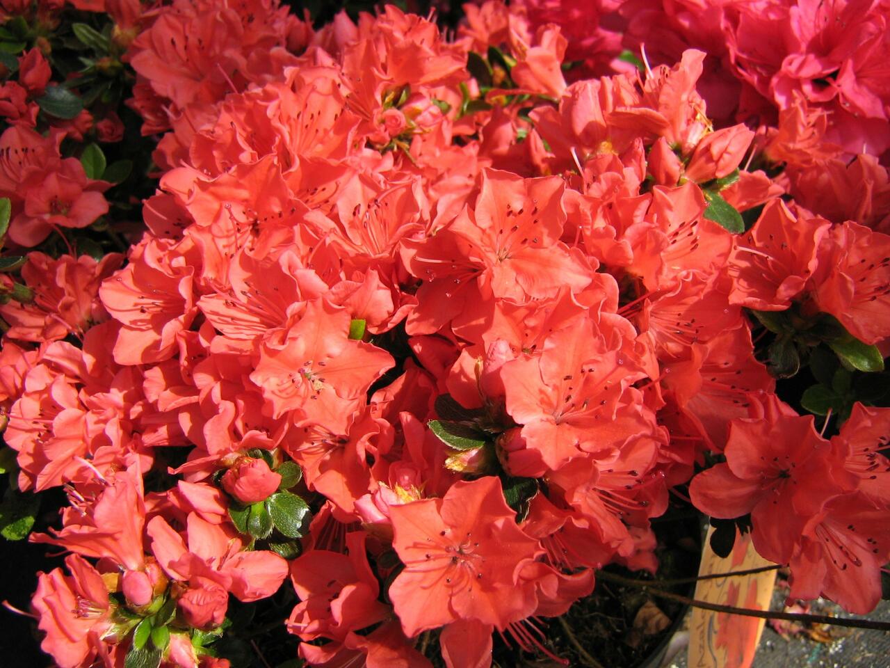 Azalka japonská 'Satschiko' - Azalea japonica 'Satschiko ...