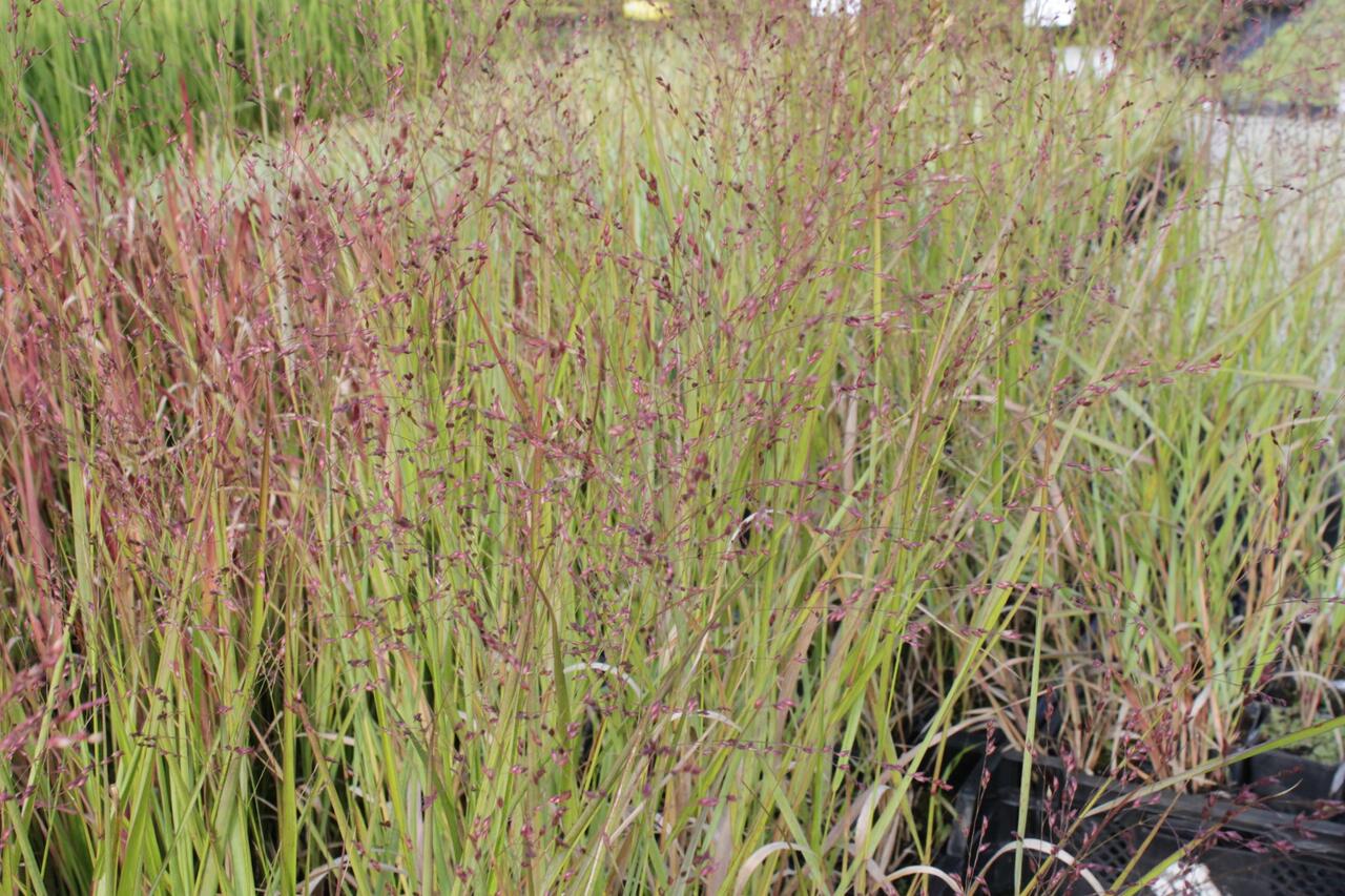 Proso prutnaté 'Squaw' - Panicum virgatum 'Squaw' | Zahradnictví FLOS
