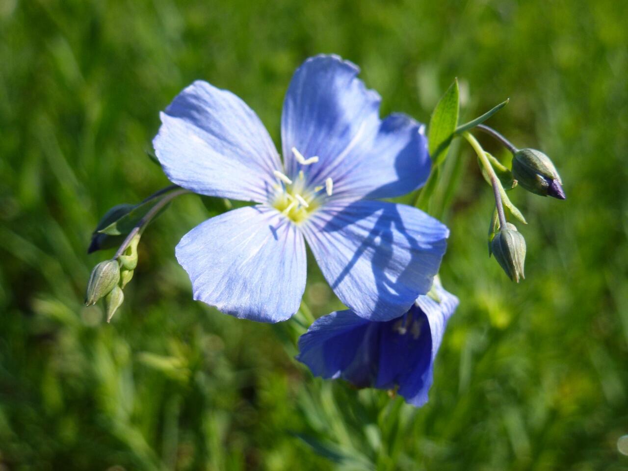 Len vytrvalý 'Nanum Blau Saphyr' - Linum perenne 'Nanum Blau Saphyr ...