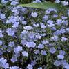 Len vytrvalý 'Nanum Blau Saphyr' - Linum perenne 'Nanum Blau Saphyr ...