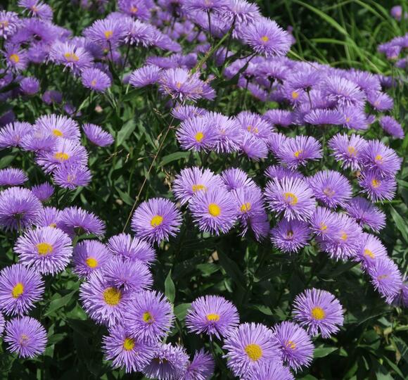 Sazenice turanu - erigeron | Zahradnictví FLOS