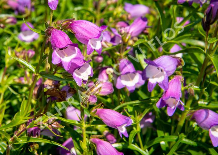 Dračík 'Carillo Purple' - Penstemon x mexicali 'Carillo Purple ...
