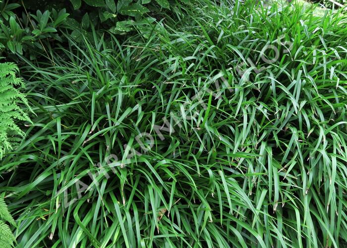 Bika lesní - Luzula sylvatica | Zahradnictví FLOS