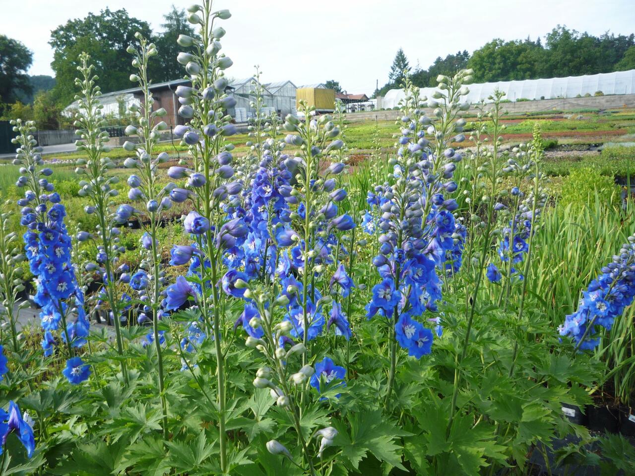 Ostrožka 'Jupiter Blue' - Delphinium x cultorum 'Jupiter Blue ...
