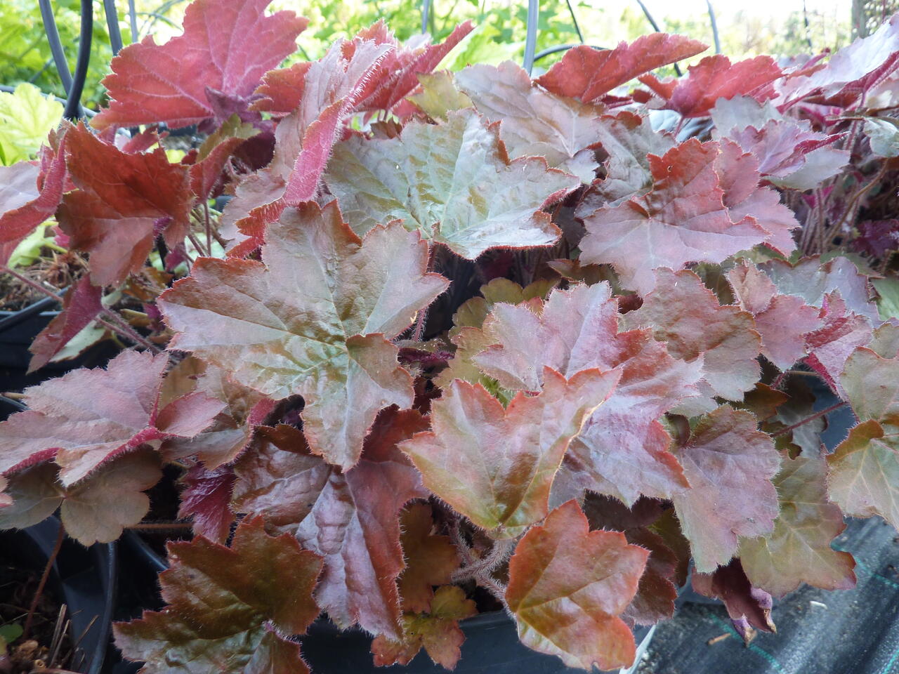 Dlužicha americká 'Palace Purple' - Heuchera americana 'Palace Purple ...