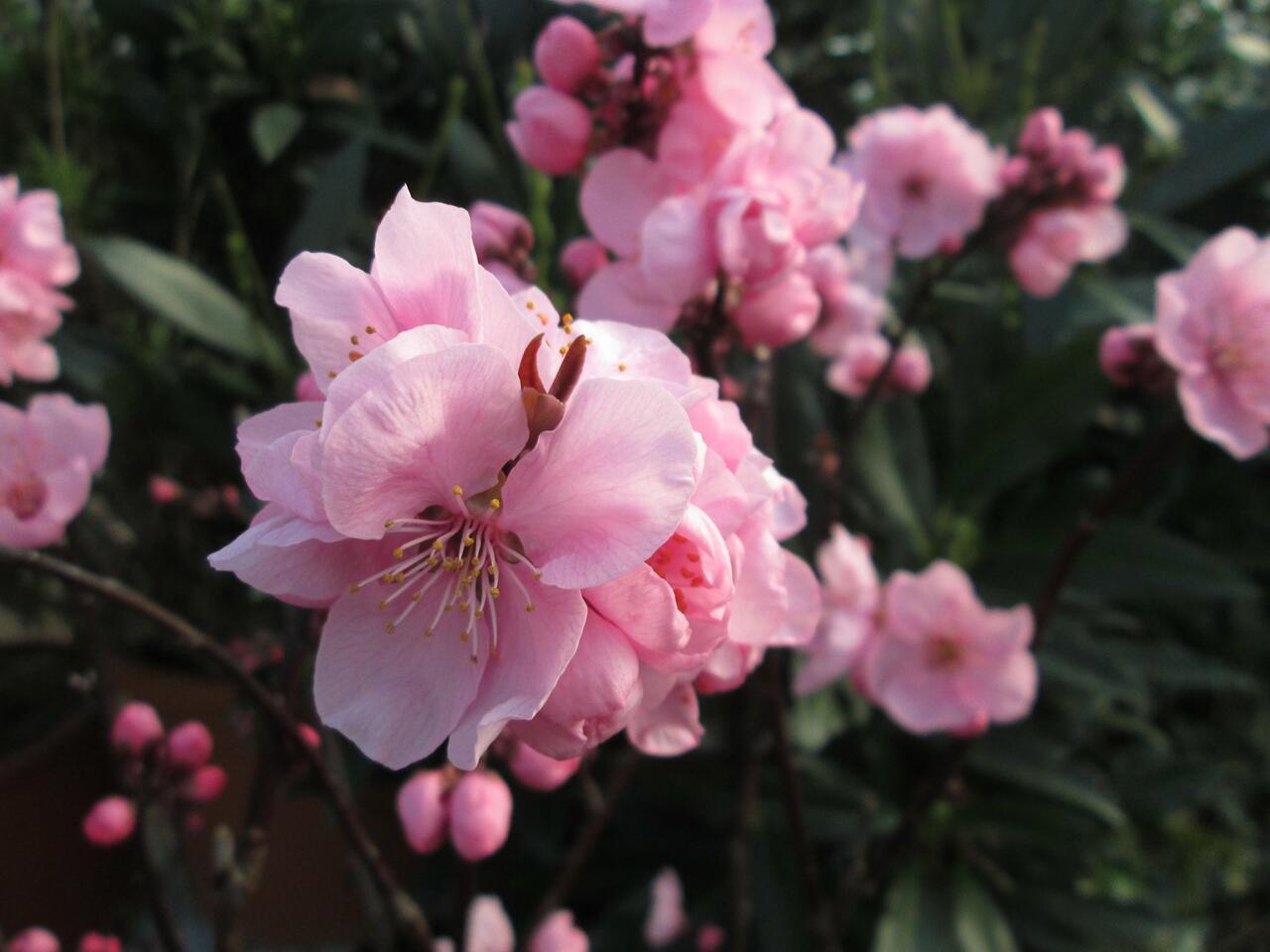 Slivoň 'Spring Glow' - Prunus x persicoides 'Spring Glow ...