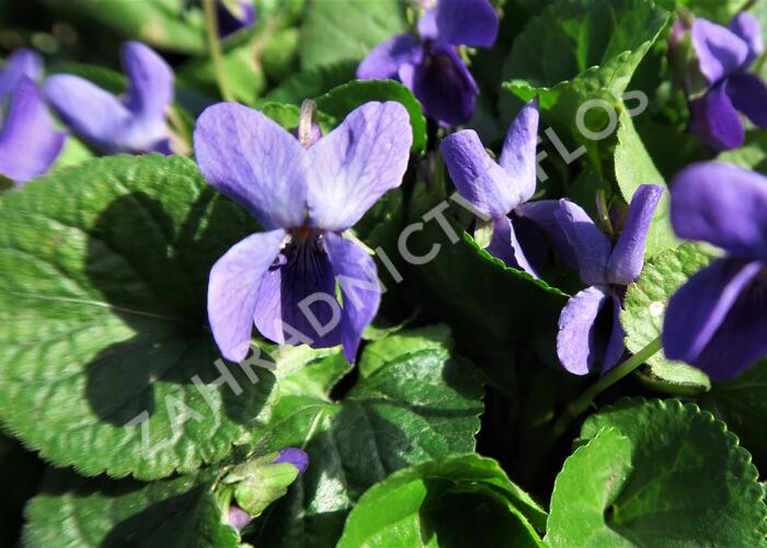 Violka vonná - Viola odorata | Zahradnictví FLOS