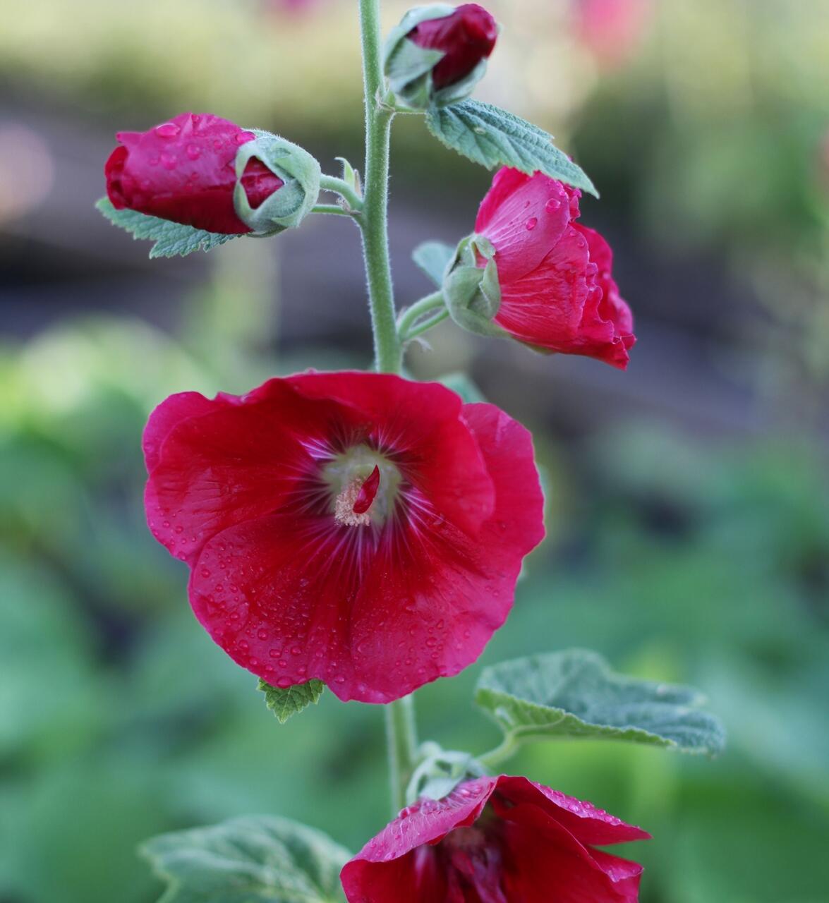 Topolovka růžová 'Spotlight Mars Magic' - Alcea rosea 'Spotlight Mars ...