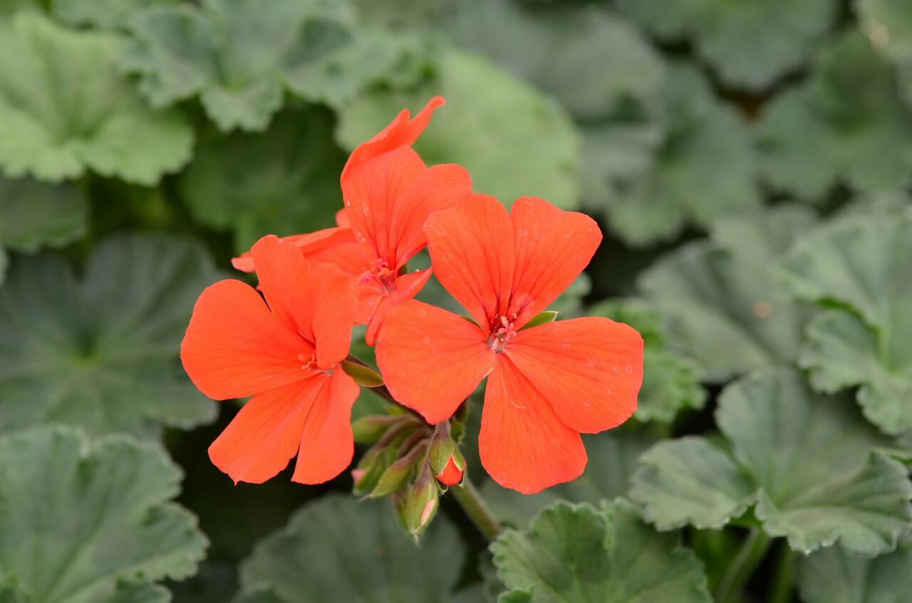 Muškát, pelargonie půdopokryvná 'Dark Caliente Orange' - Pelargonium ...