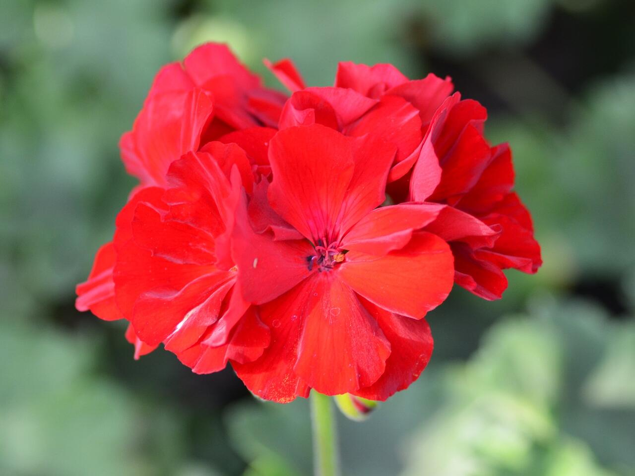 Muškát, pelargonie půdopokryvná plnokvětá 'Calliope Dark Red ...