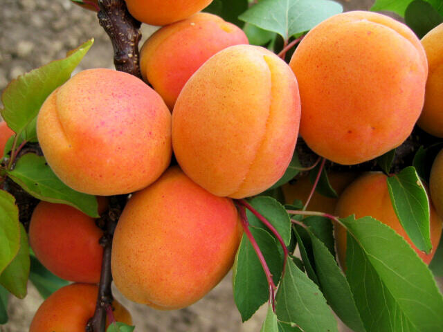 Meruňka raná 'Goldrich' - Prunus armeniaca 'Goldrich' | Zahradnictví FLOS