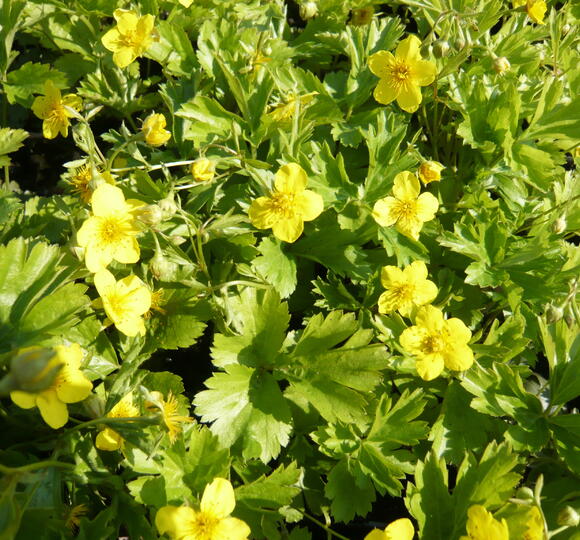 Plazivé rostliny | Zahradnictví FLOS