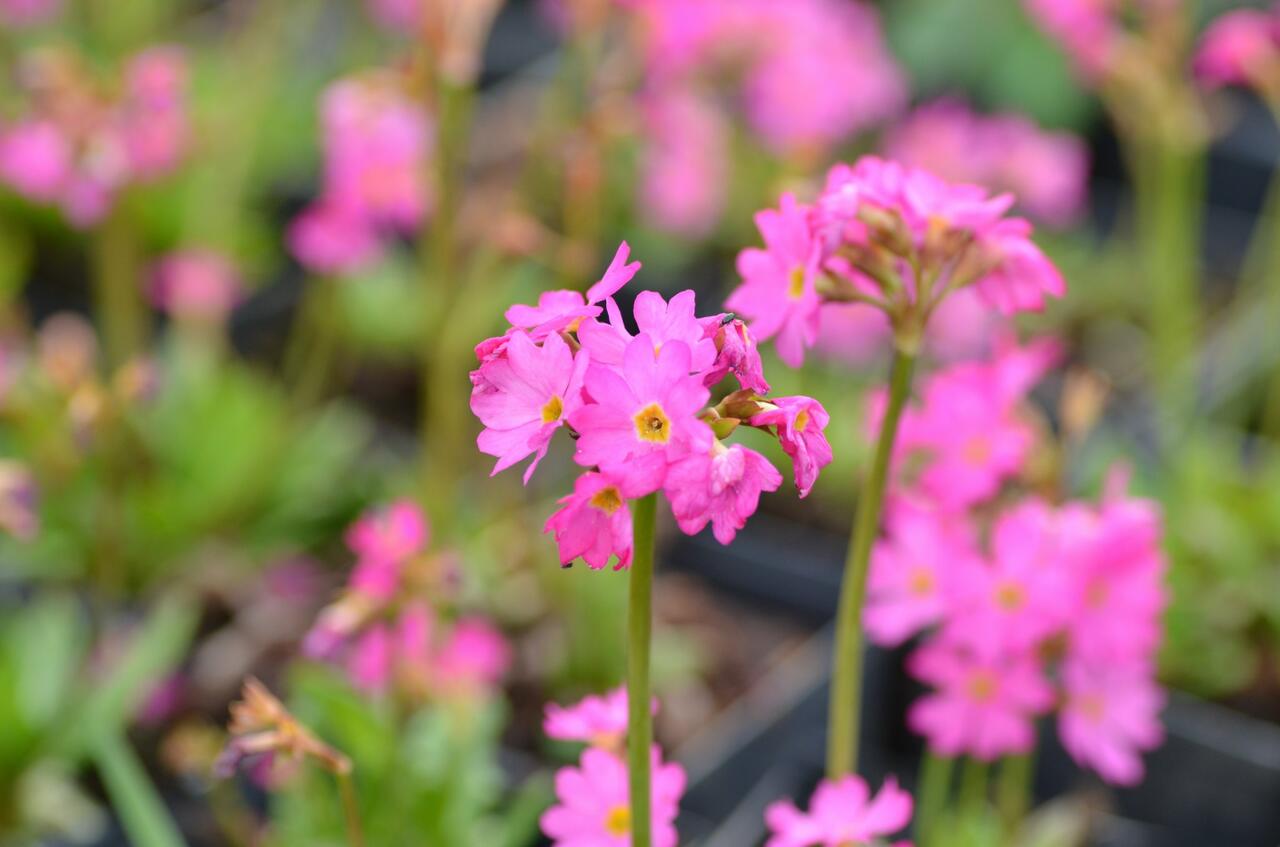 Prvosenka růžová 'Rosy' - Primula rosea 'Rosy' | Zahradnictví FLOS