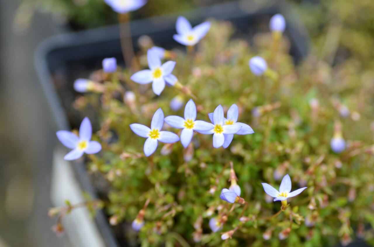 Isotoma - Isotoma fluviatilis | Zahradnictví FLOS