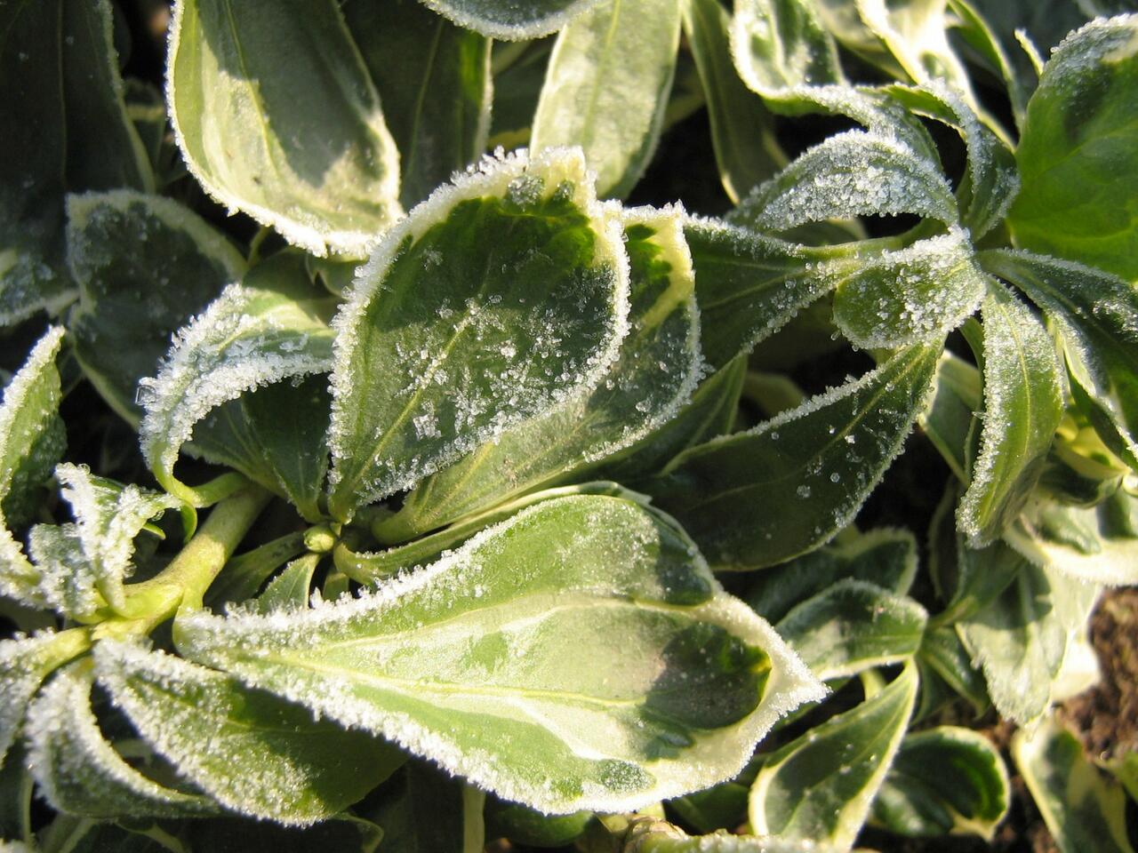 Tlustonitník klasnatý 'Variegata' - Pachysandra terminalis 'Variegata ...