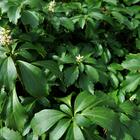 Tlustonitník klasnatý - Pachysandra terminalis | Zahradnictví FLOS