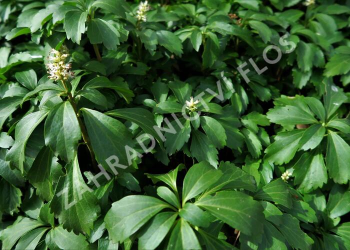 Tlustonitník klasnatý - Pachysandra terminalis | Zahradnictví FLOS
