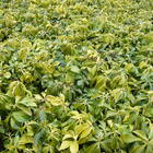 Tlustonitník klasnatý - Pachysandra terminalis | Zahradnictví FLOS