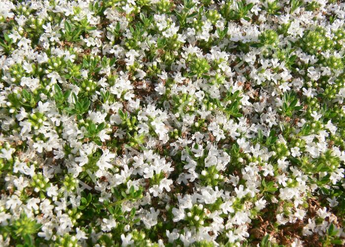 Mateřídouška časná 'Albiflorus' - Thymus praecox 'Albiflorus ...