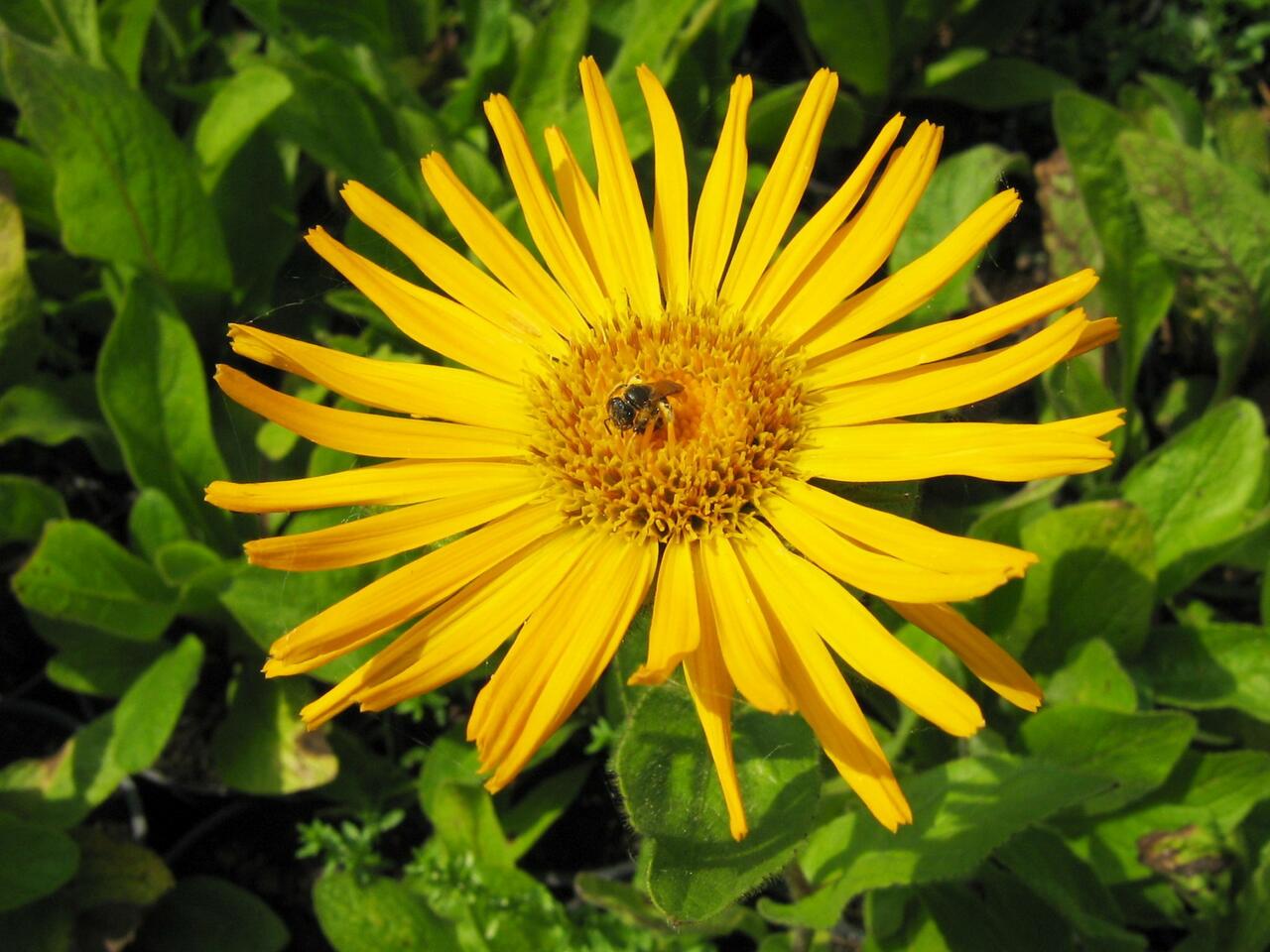 Oman východní - Inula orientalis grandiflora | Zahradnictví FLOS