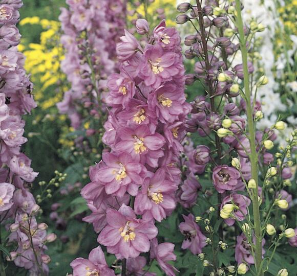 Ostrožky, stračky | Zahradnictví FLOS