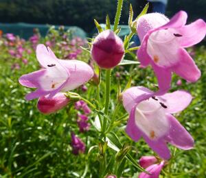 Dračíky | Zahradnictví FLOS