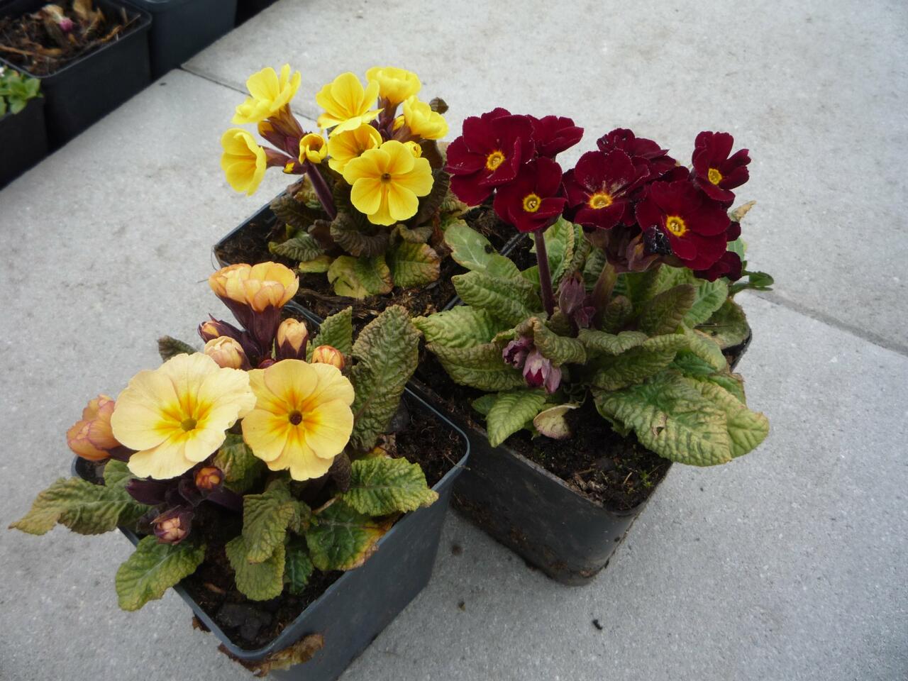 Prvosenka jarní 'Goldnugget Mix' - Primula veris 'Goldnugget Mix ...