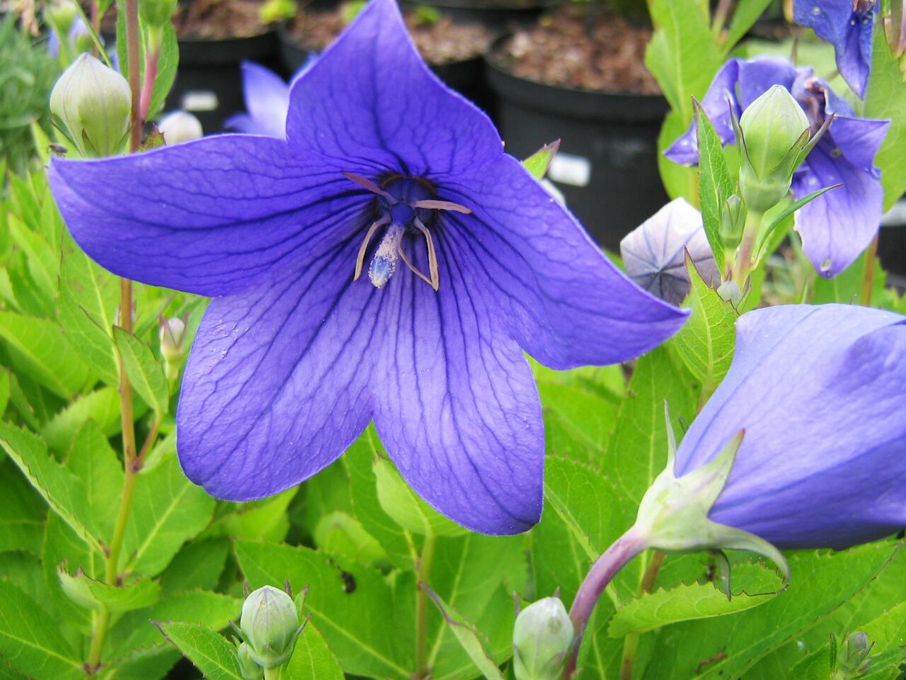 Zvonkovec velkokvětý, boubelka 'Astra Blue' - Platycodon grandiflorus ...