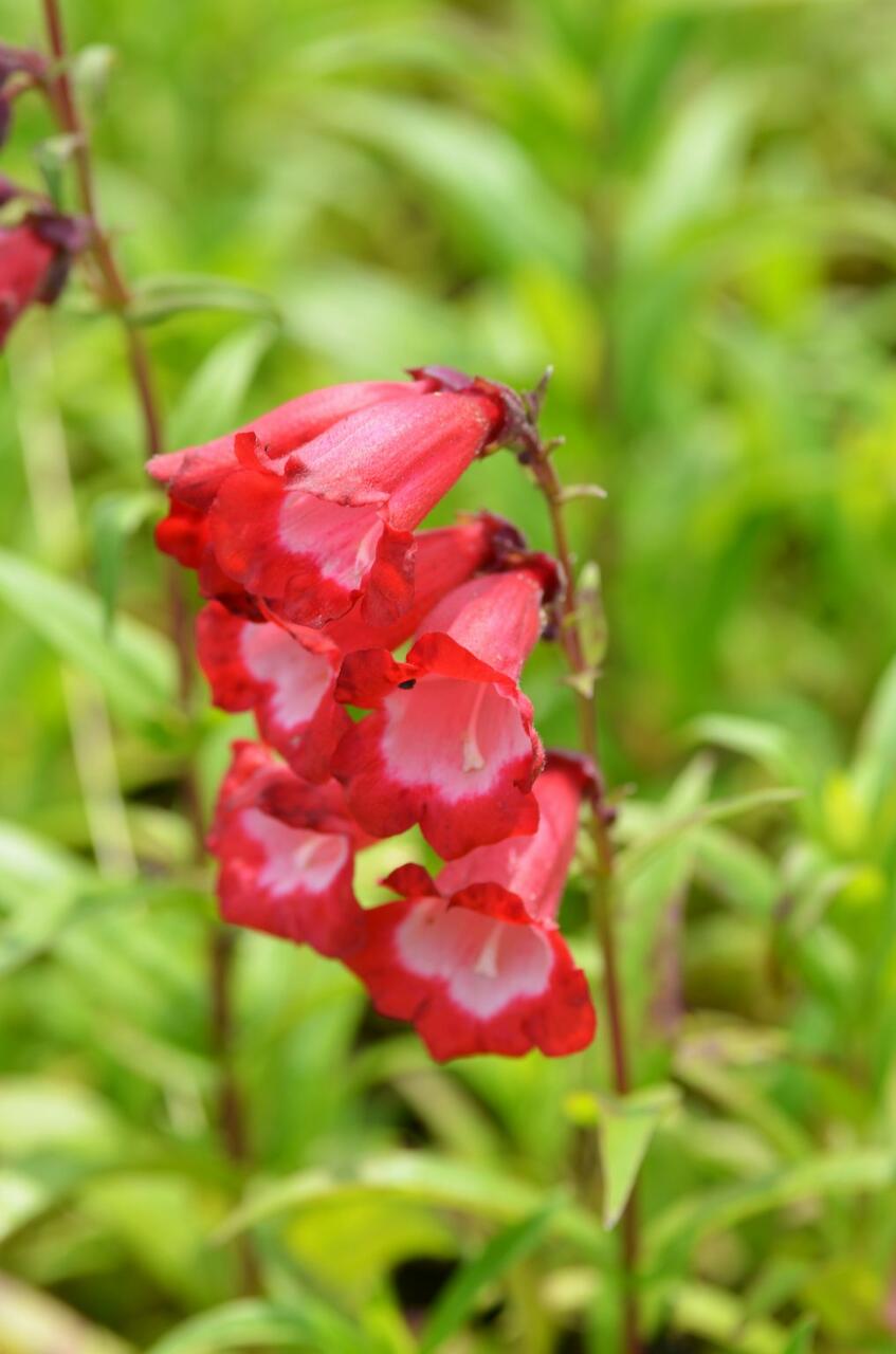 Dračík 'Arabesque Red' - Penstemon hartwegii 'Arabesque Red ...