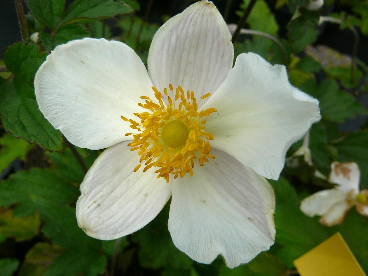 Sasanka 'Alba' - Anemone hupehensis forma 'Alba' | Zahradnictví FLOS