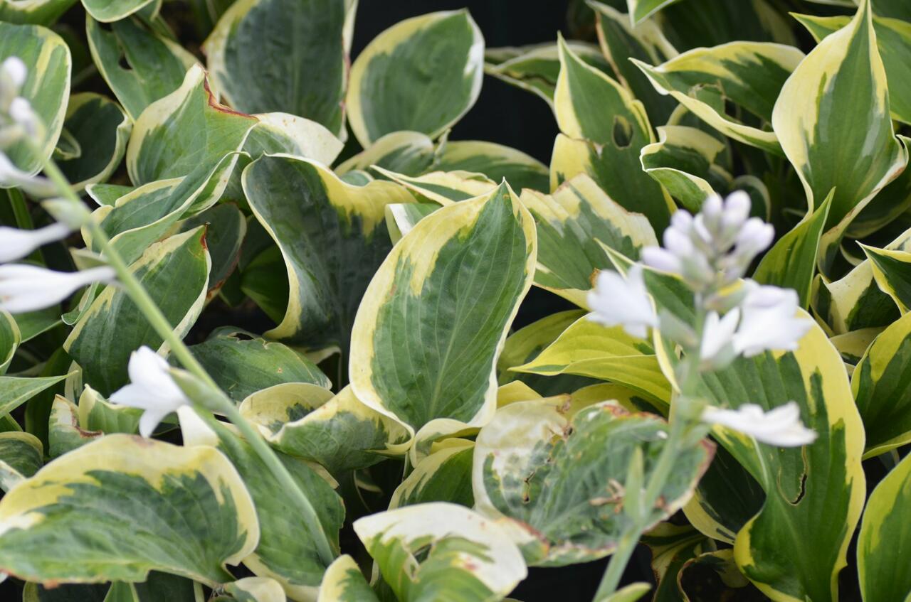 Bohyška 'Snow Cap' - Hosta 'Snow Cap' | Zahradnictví FLOS