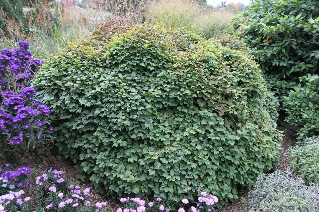 Kalina obecná 'Nanum' - Viburnum opulus 'Nanum' | Zahradnictví FLOS