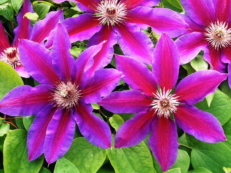 Plamének 'Fireworks' - Clematis 'Fireworks' | Zahradnictví FLOS