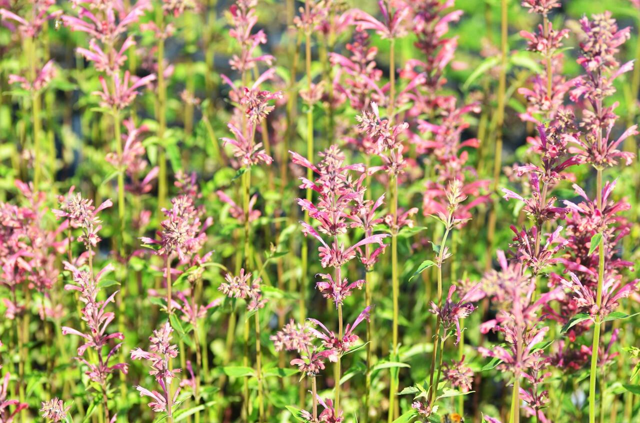 Agastache 'Raspberry Summer' | Zahradnictví FLOS