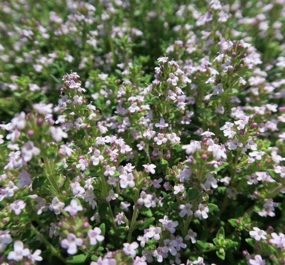 Routa vonná - Ruta graveolens | Zahradnictví FLOS