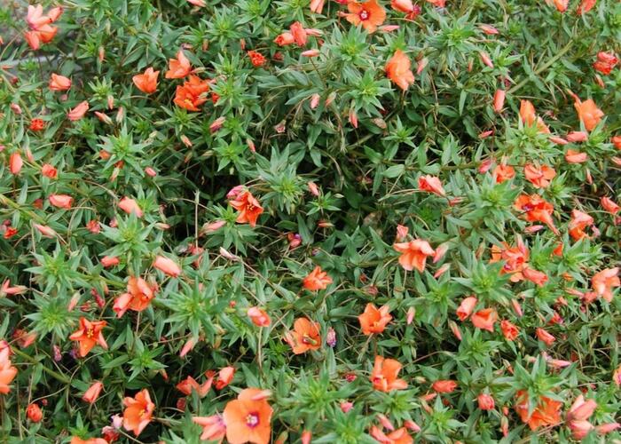 Drchnička velkokvětá 'Angie Orange' - Anagalis monelli 'Angie Orange ...