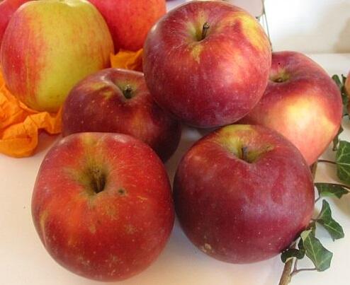 Ovocné stromky a keře | Zahradnictví FLOS