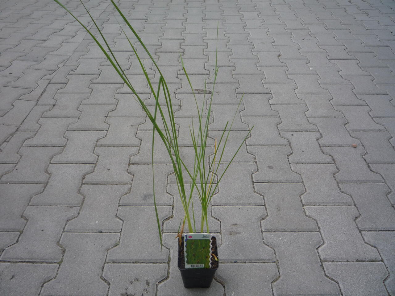 Orobinec nejmenší - Typha minima | Zahradnictví FLOS