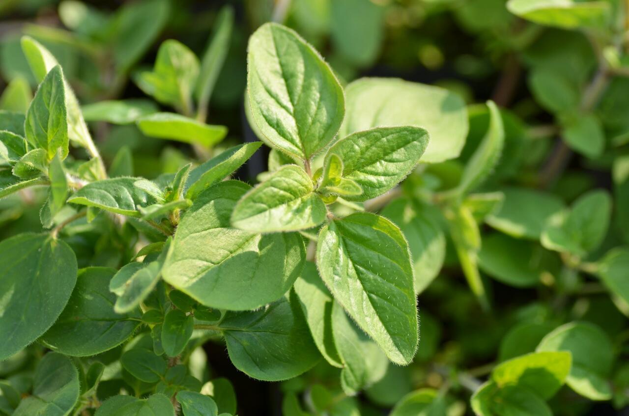 Majoránka zahradní 'Esperanta' - Origanum majorana 'Esperanta ...