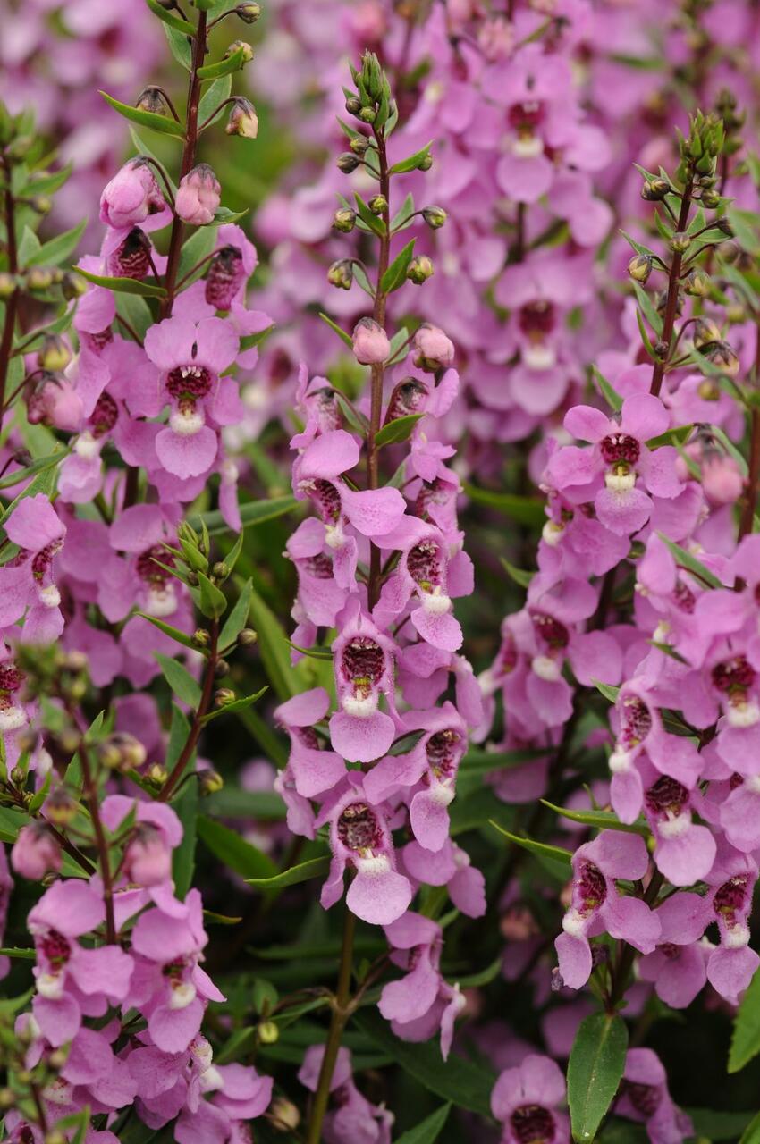 Angelonie úzkolistá 'Archangel Deep Rose' - Angelonia angustifolia ...