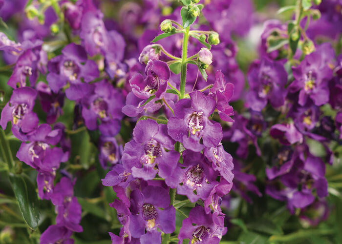 Angelonie úzkolistá 'Angel Mist Purple' - Angelonia angustifolia 'Angel ...
